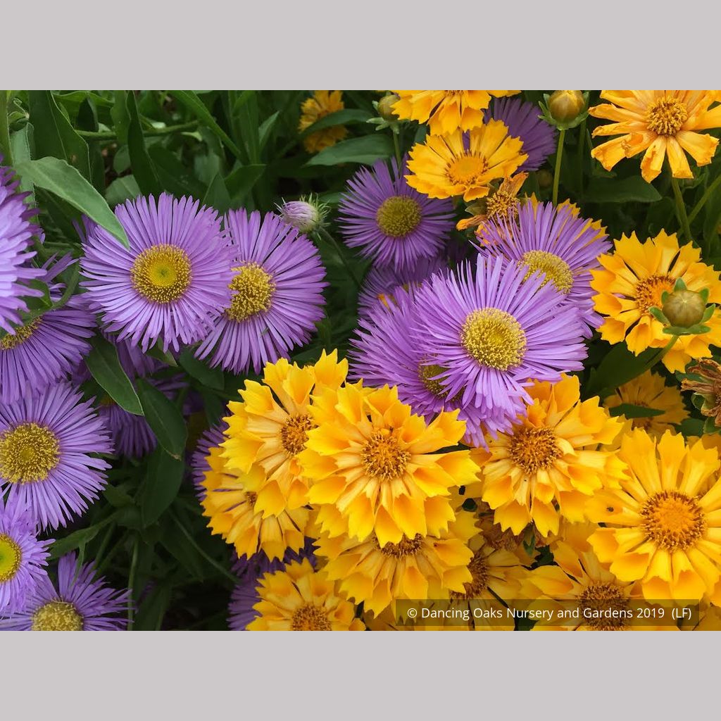 Coreopsis 'Jethro Tull™', Tickseed – Dancing Oaks Nursery and Gardens