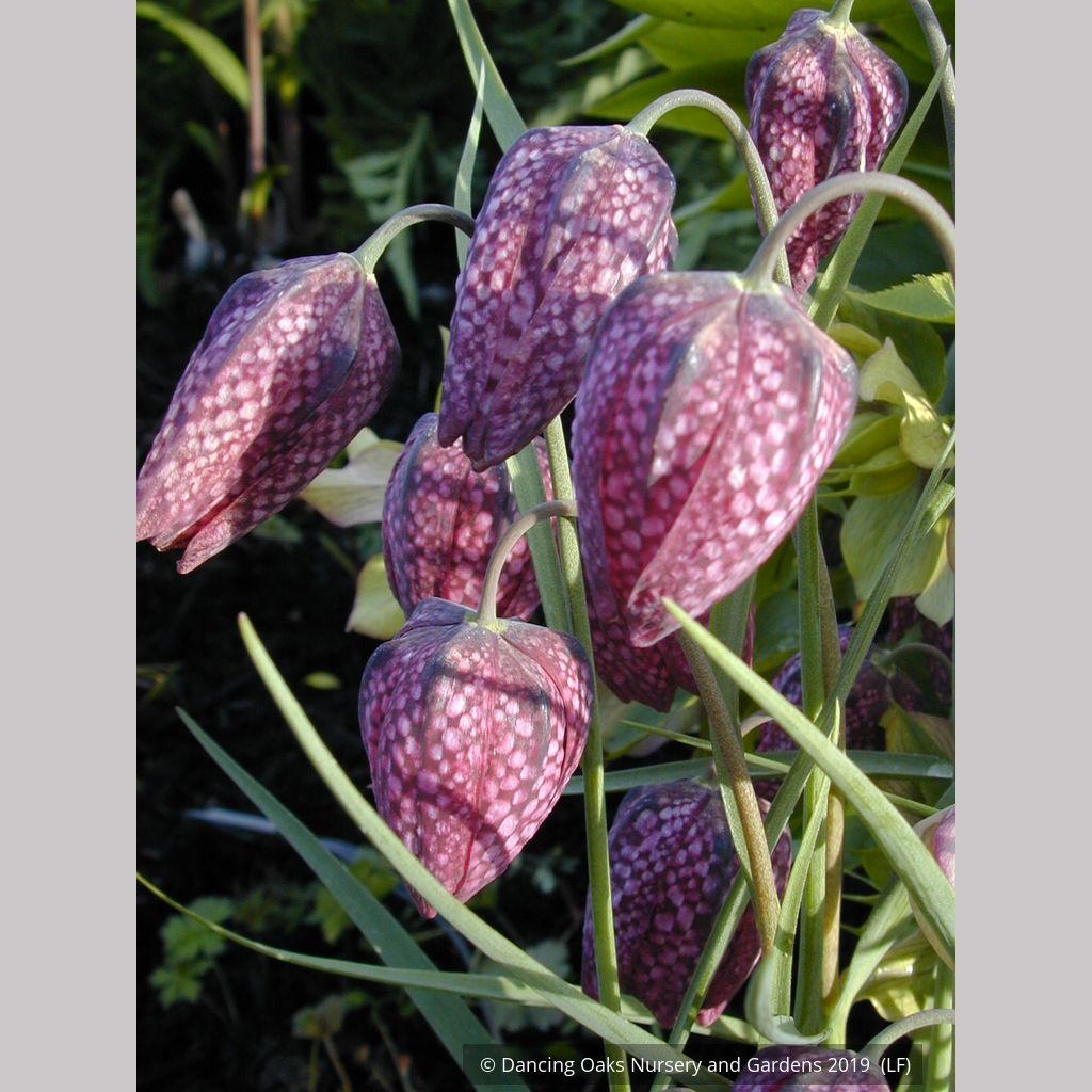 Fritillaria meleagris, Checkered Lily – Dancing Oaks Nursery and Gardens