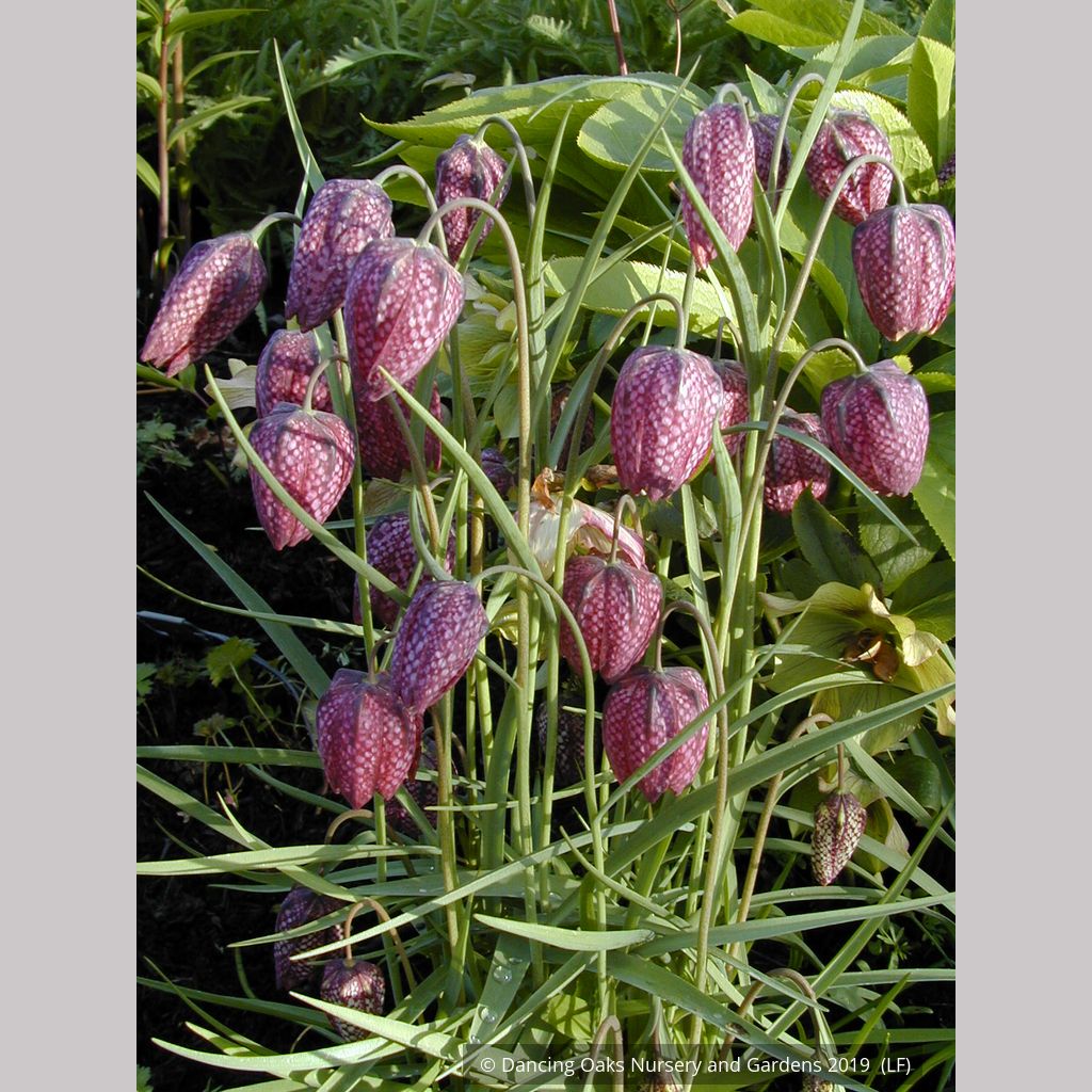 Fritillaria meleagris, Checkered Lily – Dancing Oaks Nursery and Gardens