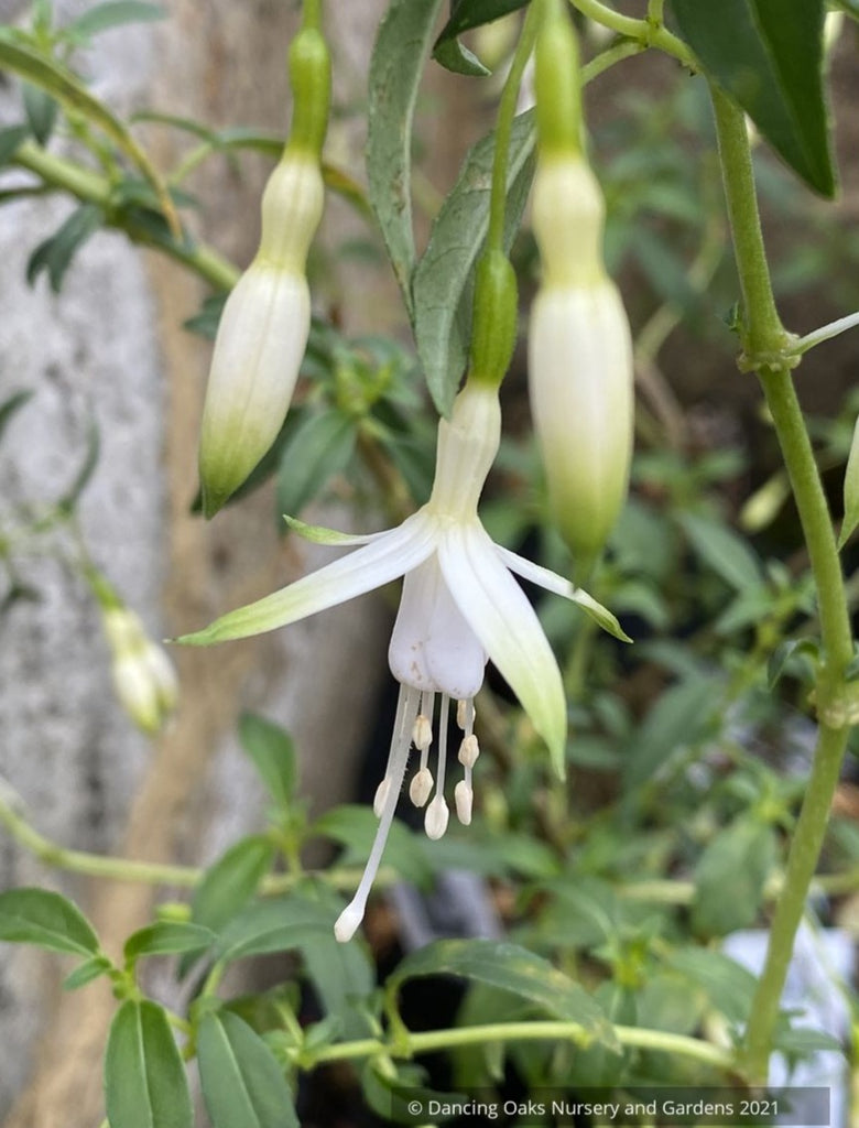 Fuchsia 'Hawkshead' – Dancing Oaks Nursery and Gardens