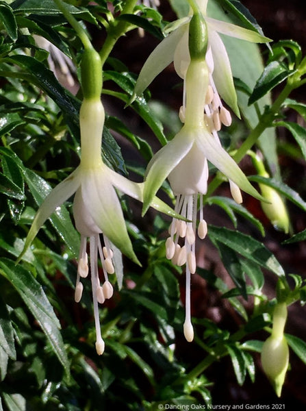 Fuchsia 'Hawkshead' – Dancing Oaks Nursery and Gardens