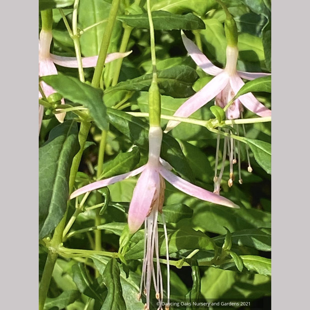 Fuchsia magellanica 'Natales Rose', syn. Fuchsia magellanica 'Alba ...