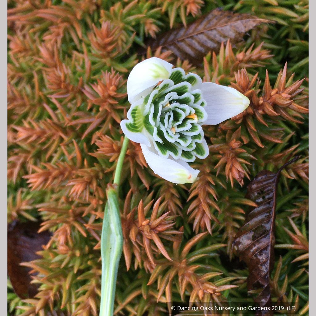 Galanthus 'Hippolyta', Snowdrop – Dancing Oaks Nursery and Gardens
