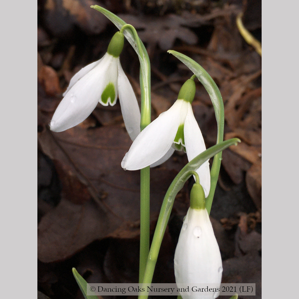 Galanthus 'Sam Arnott', Snowdrop – Dancing Oaks Nursery and Gardens