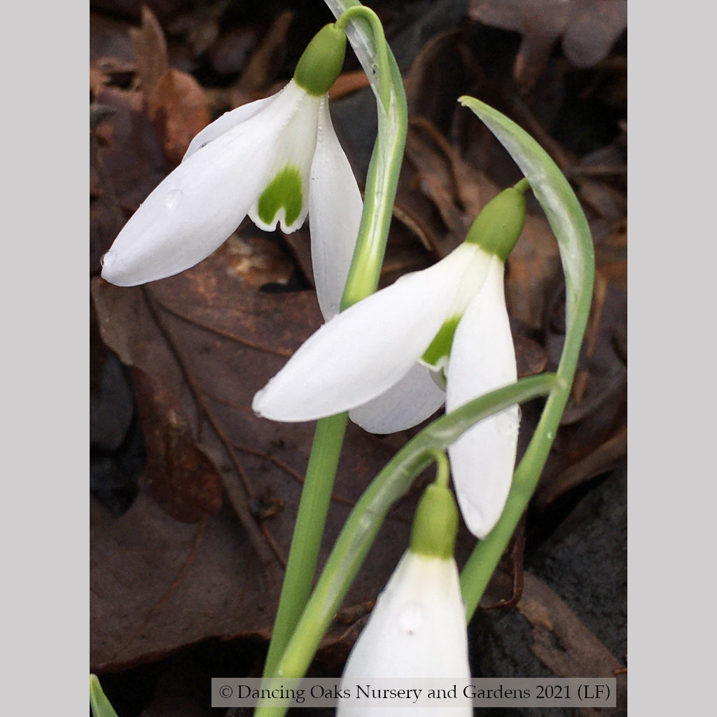 Galanthus 'Sam Arnott', Snowdrop – Dancing Oaks Nursery and Gardens