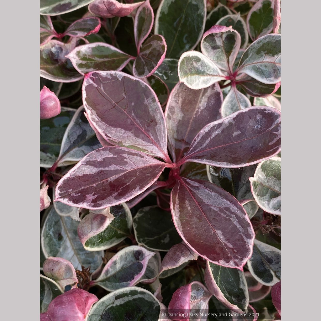 Gaultheria procumbens Winter Splash™, Variegated Wintergreen – Dancing ...