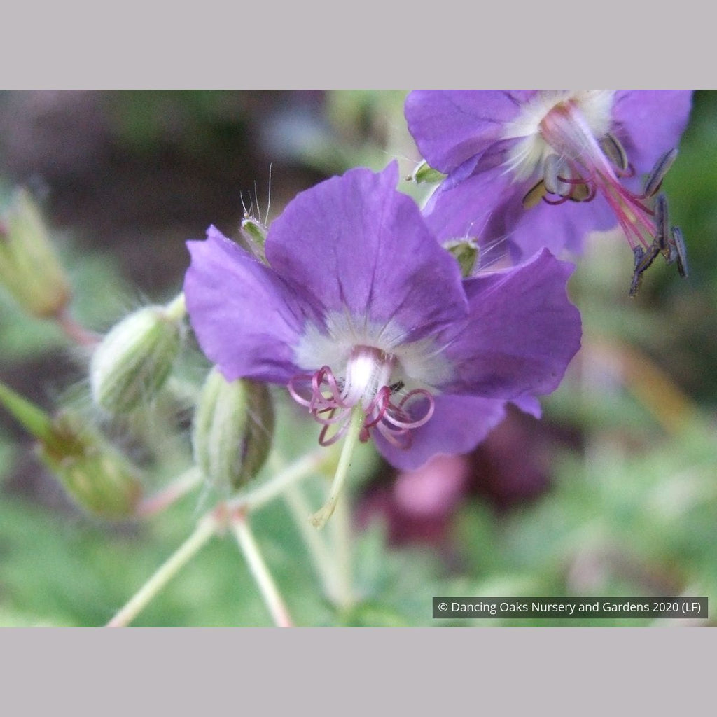 Geranium phaeum 'Margaret Wilson', Hardy Geranium – Dancing Oaks ...