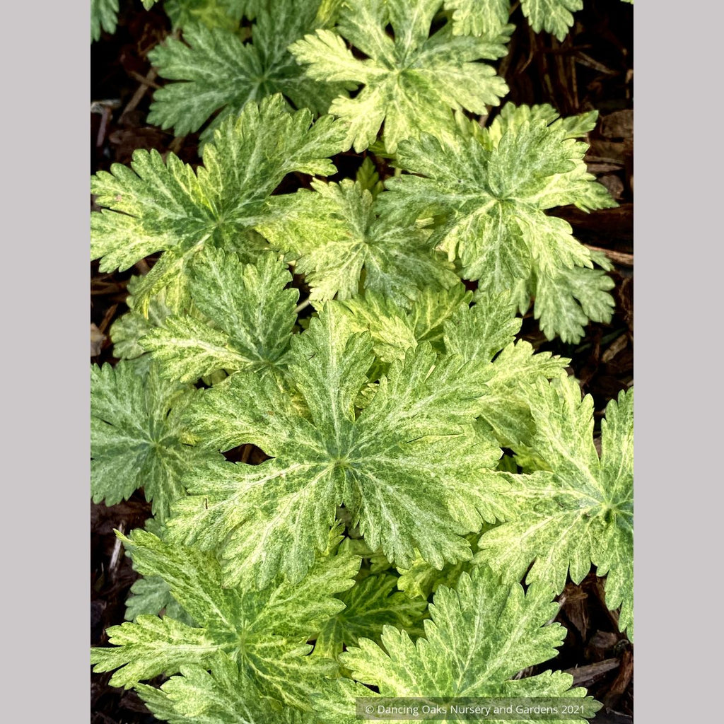 Geranium phaeum 'Margaret Wilson', Hardy Geranium – Dancing Oaks ...