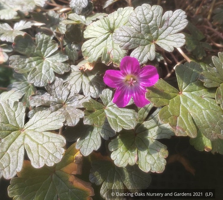 Geranium 'Bertie Crug', Hardy Geranium – Dancing Oaks Nursery and Gardens