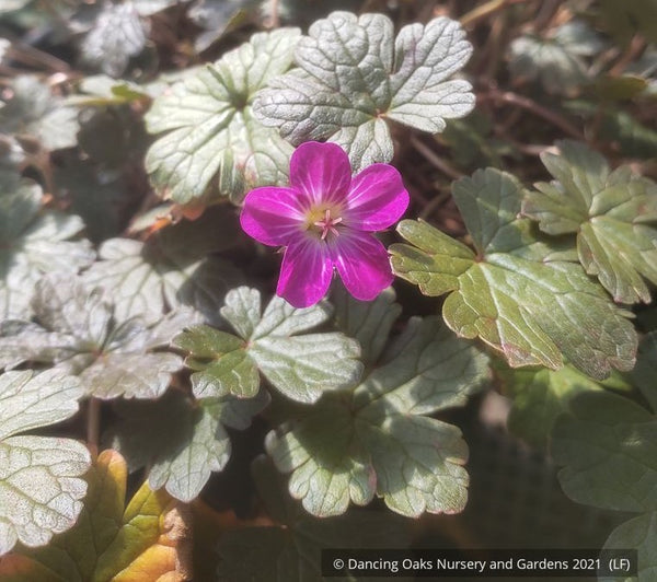 Geranium 'Bertie Crug', Hardy Geranium – Dancing Oaks Nursery and Gardens