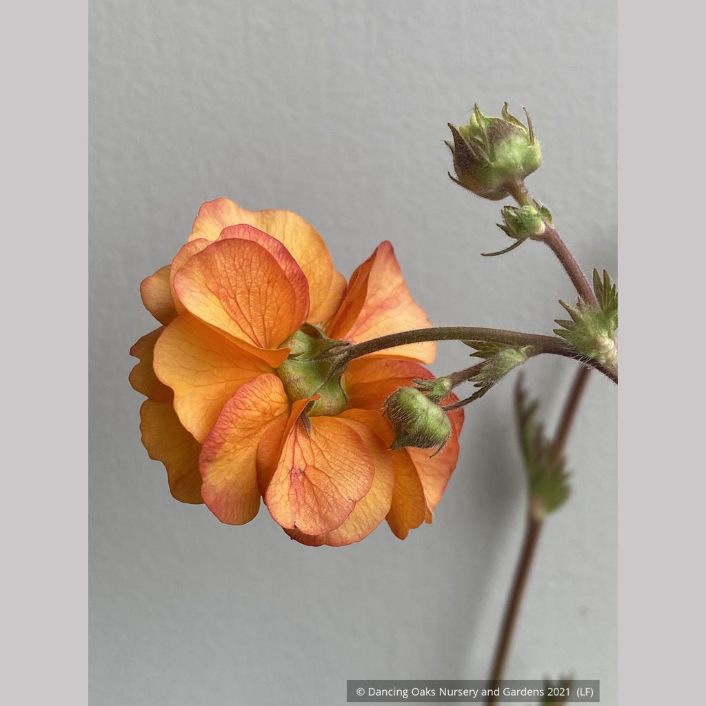 Geum 'Fire Storm', Avens – Dancing Oaks Nursery and Gardens