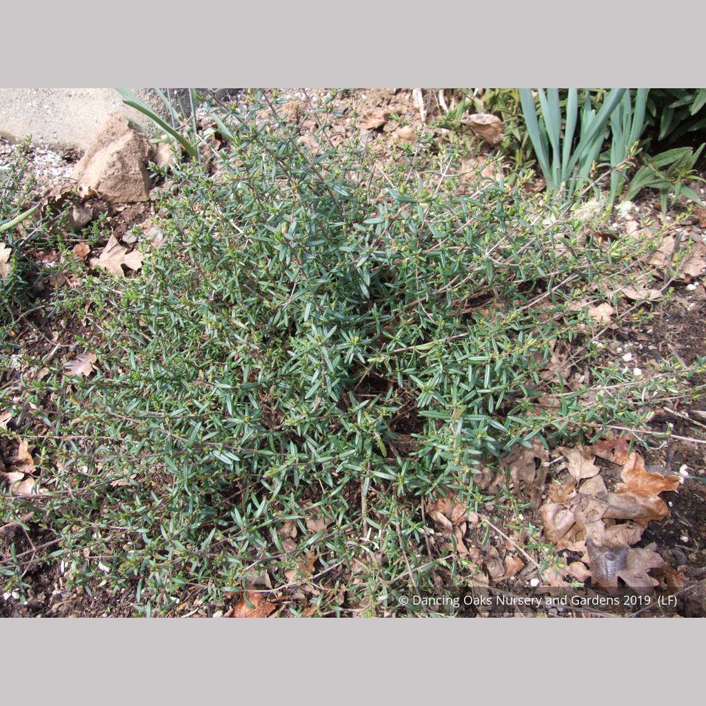 Halimium calycinum, Yellow Rock Rose – Dancing Oaks Nursery and Gardens