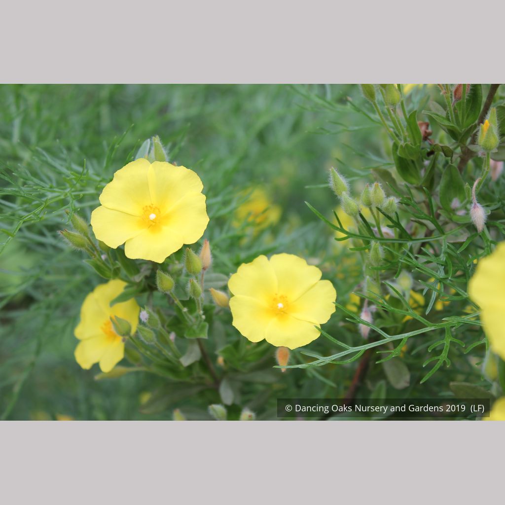 Halimium calycinum, Yellow Rock Rose – Dancing Oaks Nursery and Gardens