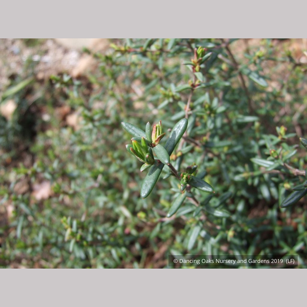 Halimium calycinum, Yellow Rock Rose – Dancing Oaks Nursery and Gardens