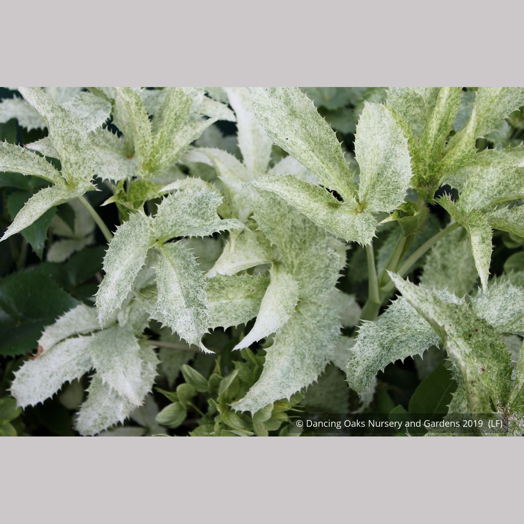 Helleborus argutifolius Variegated Seedlings, Corsican Hellebore ...