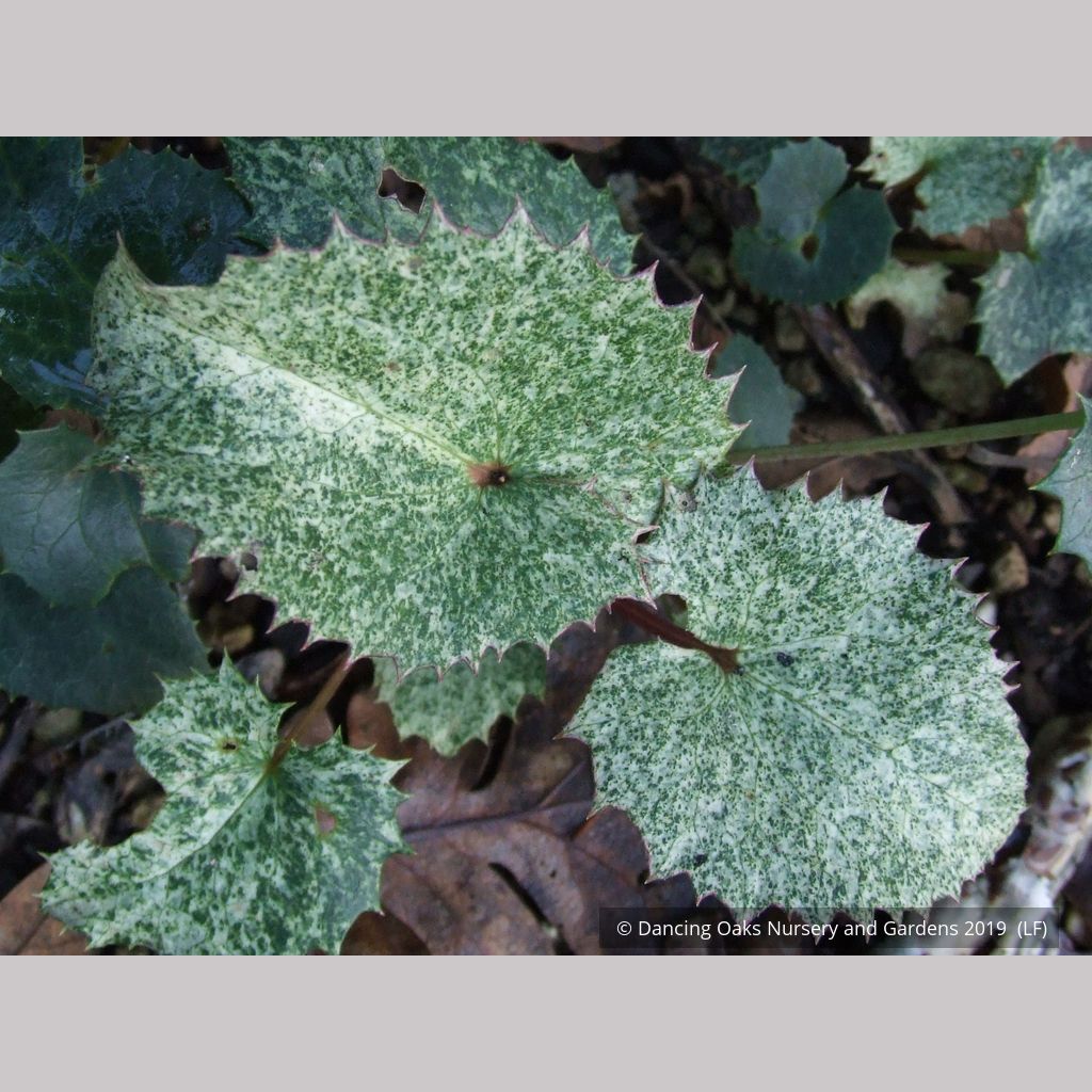 Helleborus argutifolius Variegated Seedlings, Corsican Hellebore ...