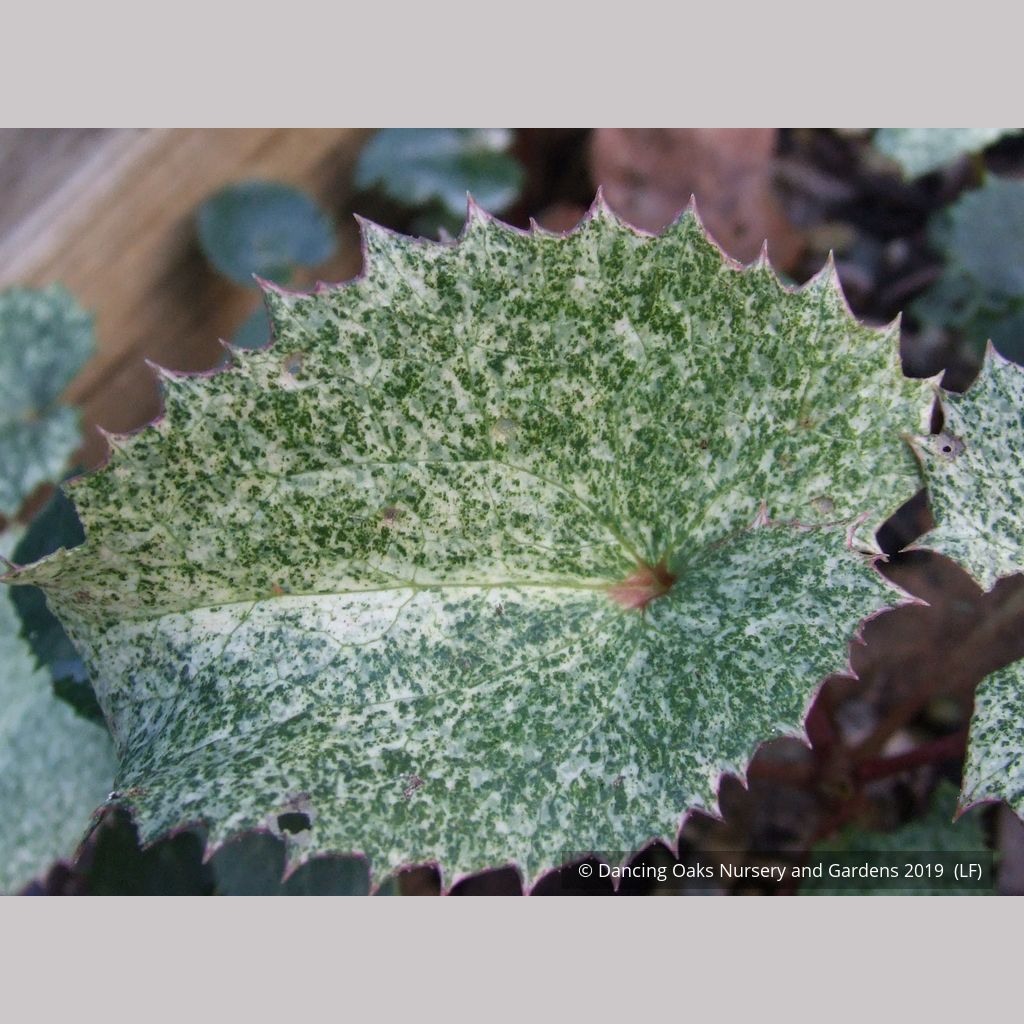 Helleborus argutifolius Variegated Seedlings, Corsican Hellebore ...