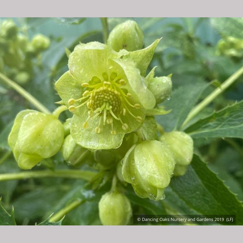 Helleborus argutifolius Variegated Seedlings, Corsican Hellebore ...