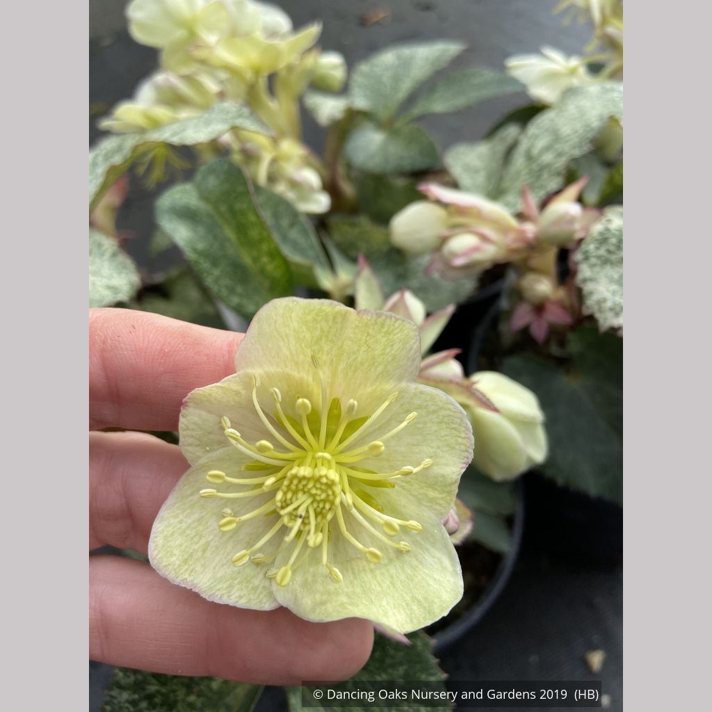 Helleborus argutifolius 'Snow Fever' PP 23880, Snow Fever Lenten Rose ...