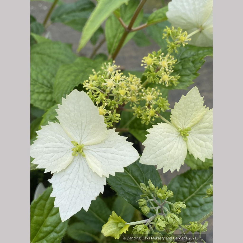 Hydrangea chinensis 'MonLongShou' (Syn. Hyd. angustipetala) aka Hydran ...