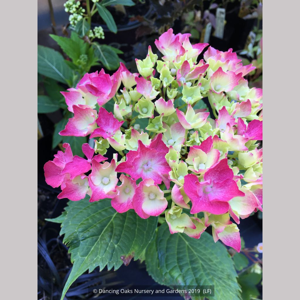 Hydrangea 'Merritt's Supreme', Mop-head Hydrangea – Dancing Oaks ...