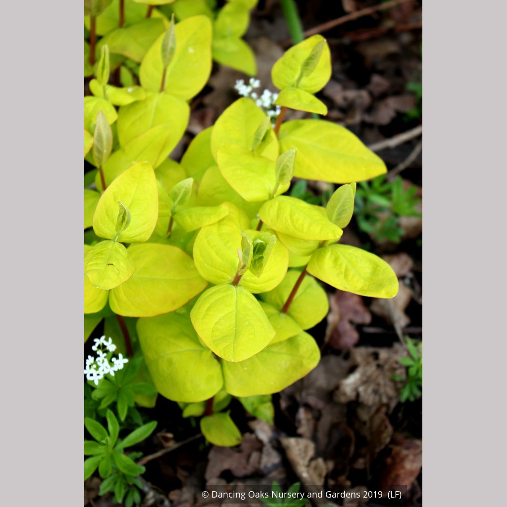 Hypericum x inodorum 'Summergold', Golden St. Johnswort – Dancing Oaks ...
