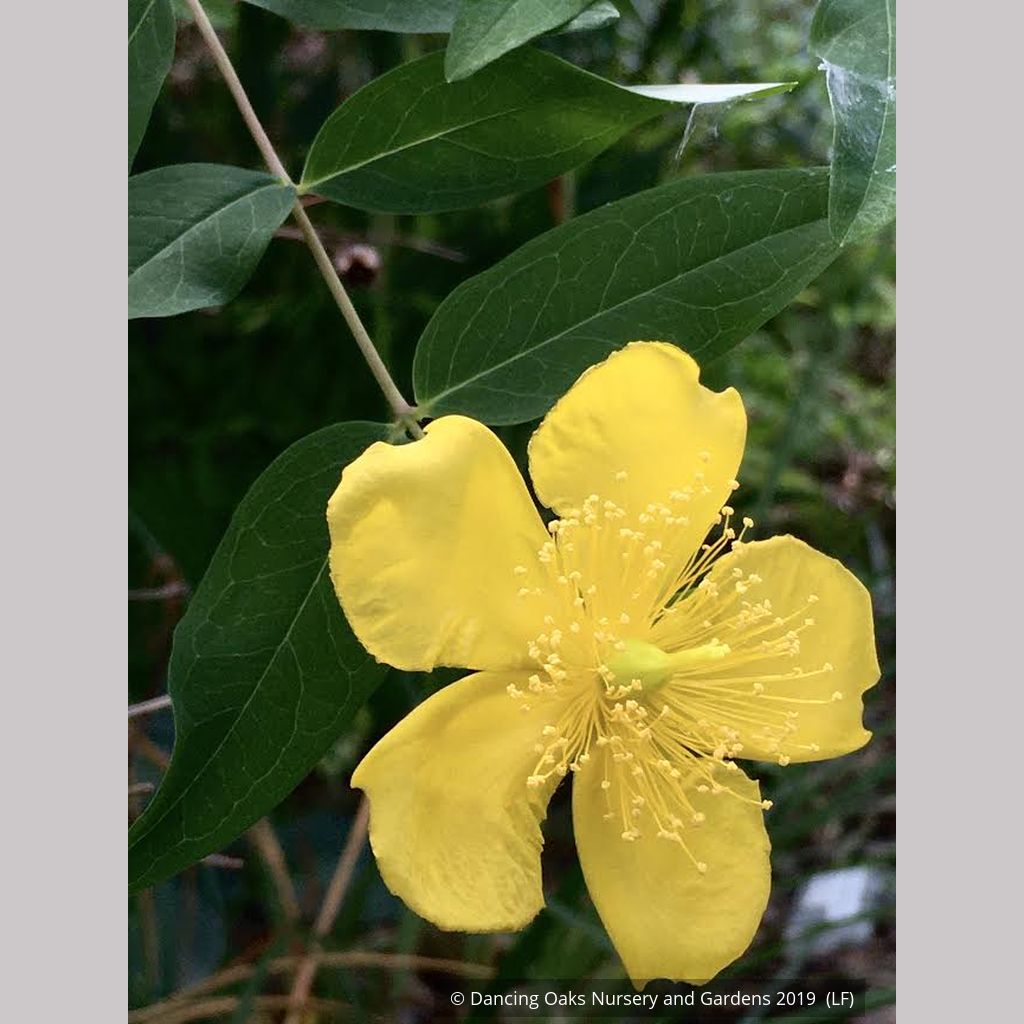 Hypericum henryi ssp. uraloides, Shrubby St John's Wort – Dancing Oaks ...