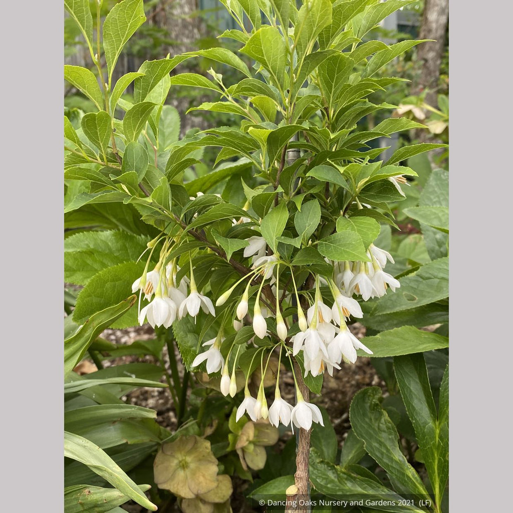 Styrax japonicus 'Snow Drops', Dwarf Japanese Snowbell – Dancing Oaks ...
