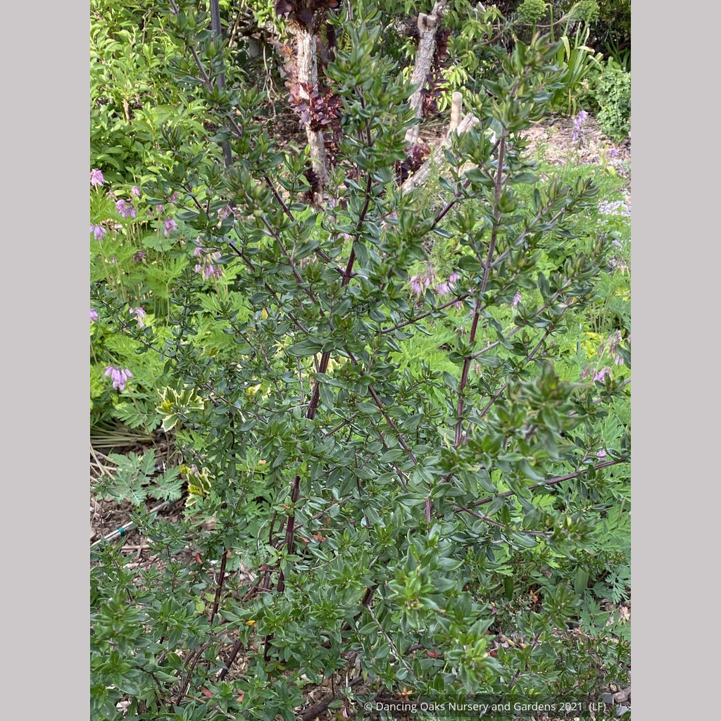 Prostanthera 'Badja Peak', Victorian Christmas Bush – Dancing Oaks ...