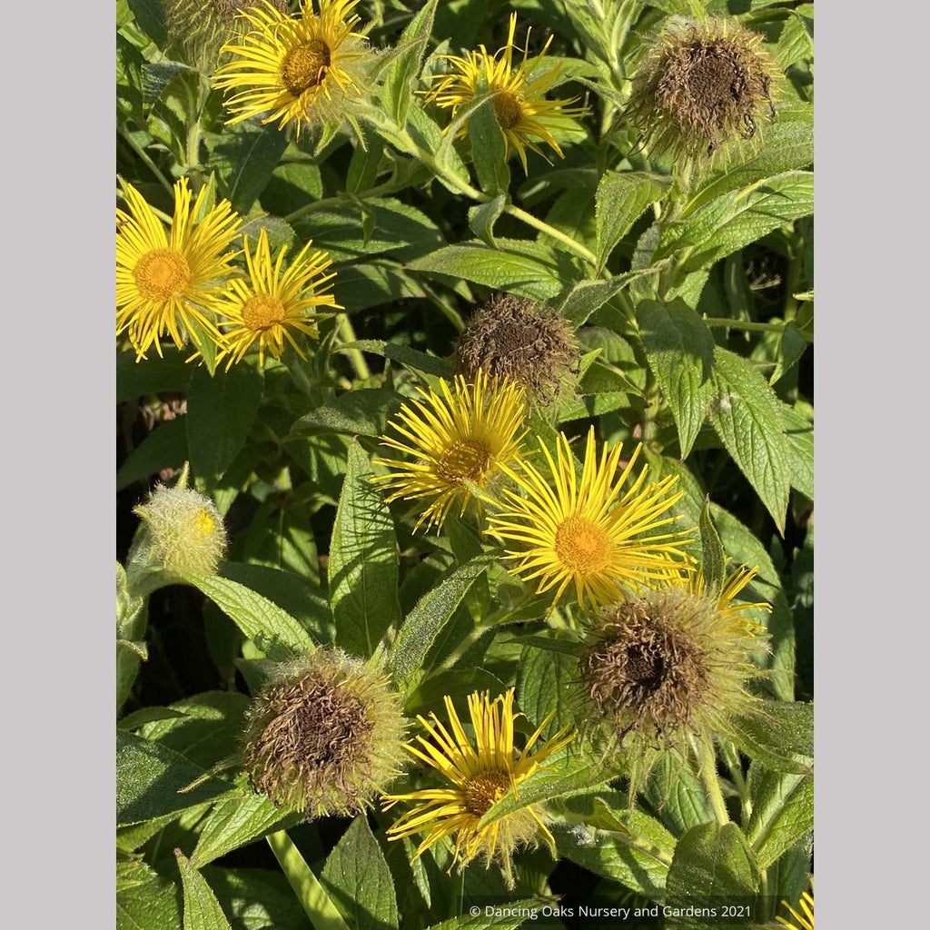 Inula hookeri – Dancing Oaks Nursery and Gardens
