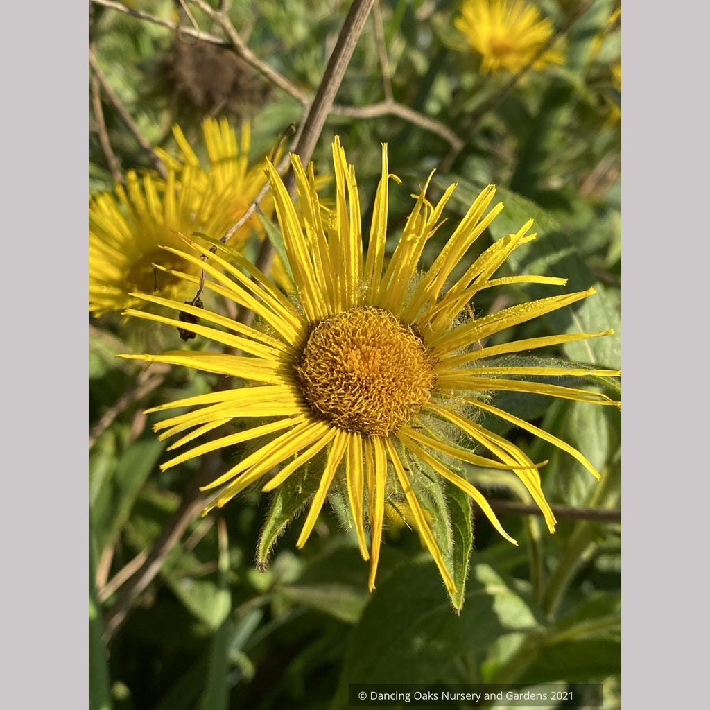 Inula hookeri – Dancing Oaks Nursery and Gardens