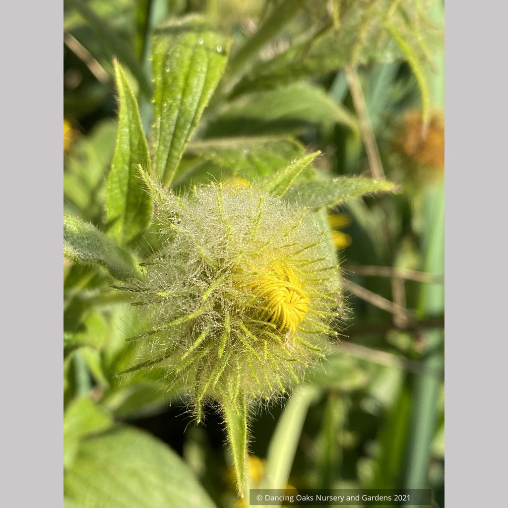 Inula hookeri, Hooker Inula – Dancing Oaks Nursery and Gardens
