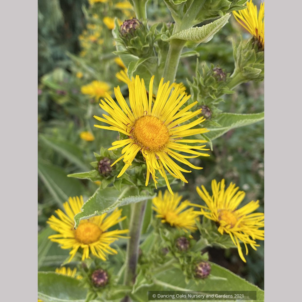 Inula racemosa – Dancing Oaks Nursery and Gardens