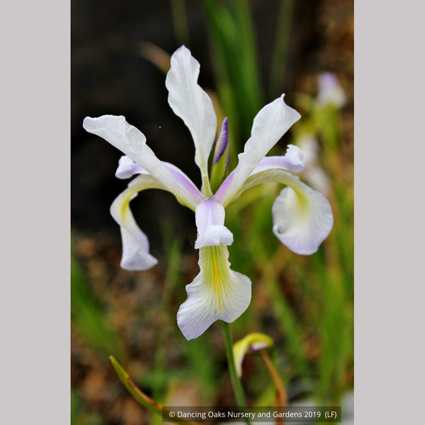 Iris prismatica, Slender Blue Iris – Dancing Oaks Nursery and Gardens