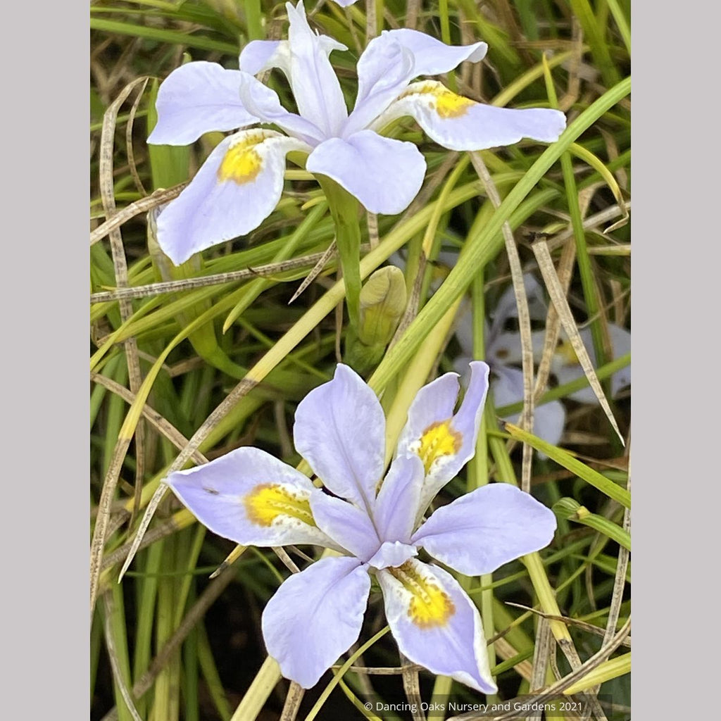 Iris dabashanensis (syn Iris henryi) - Clone #1, Chinese Woodland Iris ...