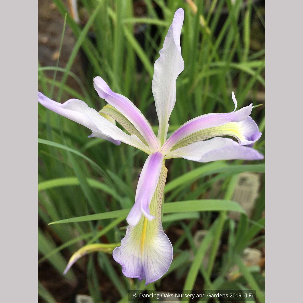 Iris prismatica, Slender Blue Iris – Dancing Oaks Nursery and Gardens