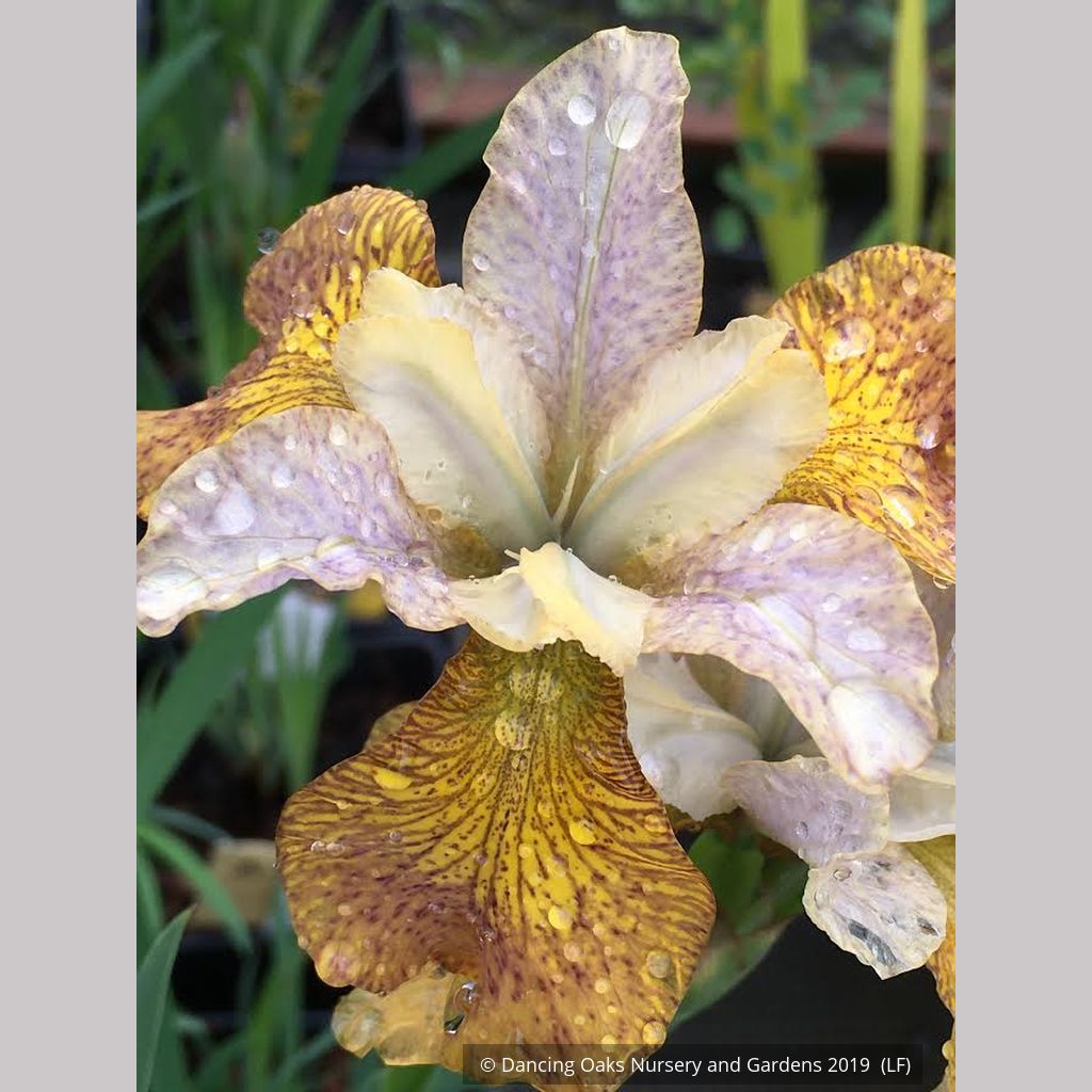 Iris siberica 'Peacock Butterfly™ Ginger Twist', Siberian Iris – Dancing Oaks Nursery and Gardens
