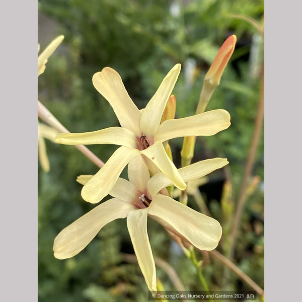 Ixia paniculata 'Eos', Corn Lily – Dancing Oaks Nursery and Gardens