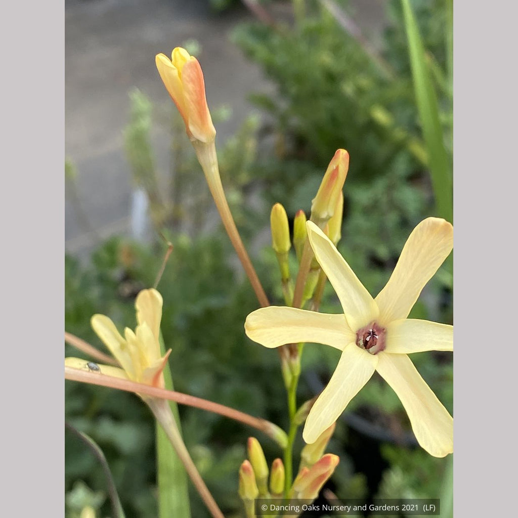 Ixia paniculata 'Eos', Corn Lily – Dancing Oaks Nursery and Gardens