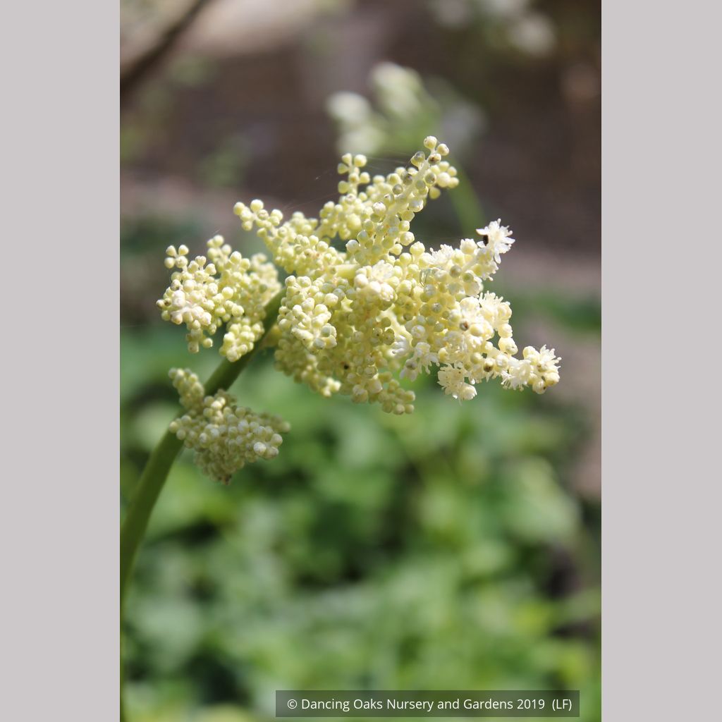Astilboides tabularis (syn. Rodgersia tabularis) – Dancing Oaks Nursery ...