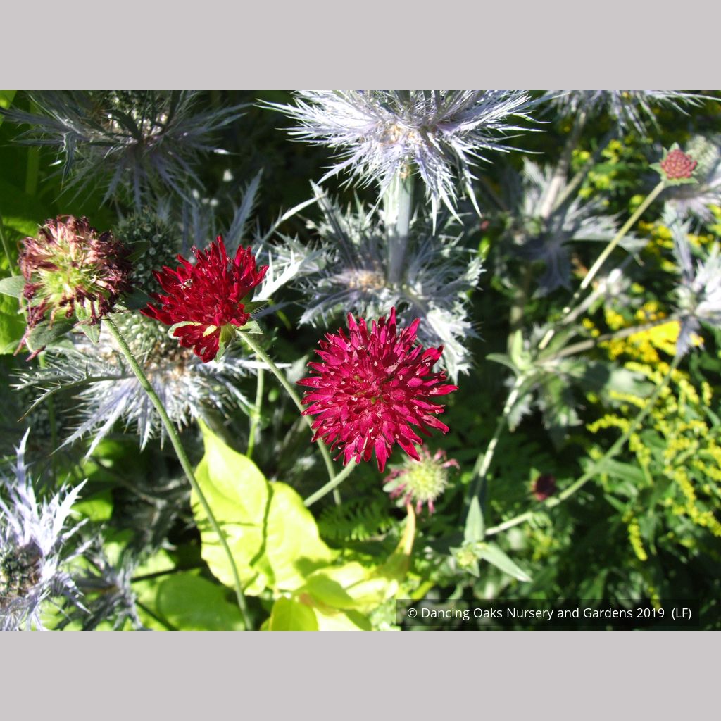 Knautia macedonica, Pincushion Flower – Dancing Oaks Nursery and Gardens