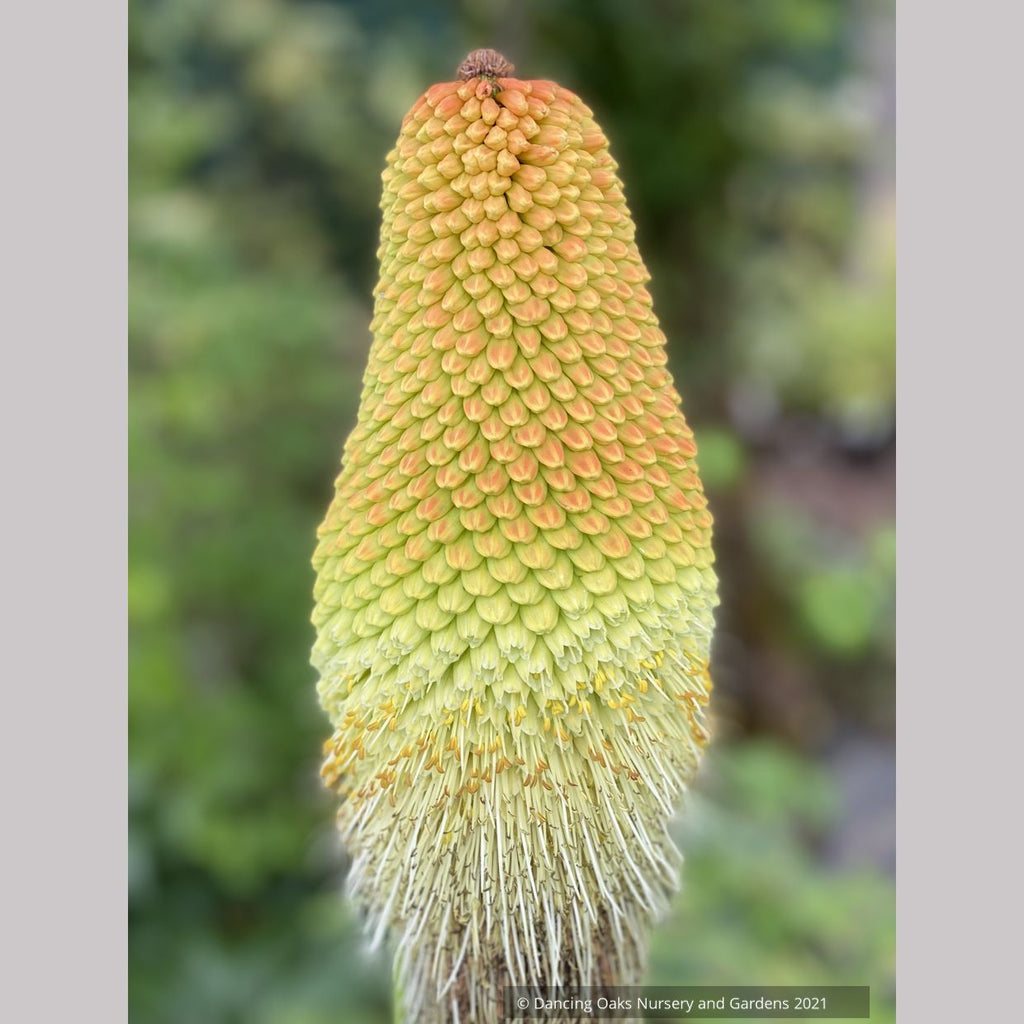 Kniphofia northiae, Torch Lily – Dancing Oaks Nursery and Gardens