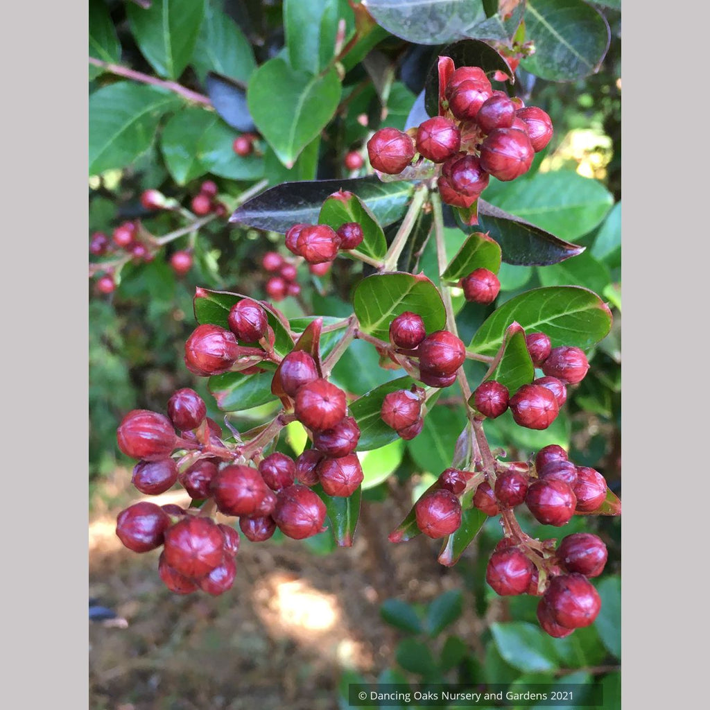 Lagerstroemia Enduring Summer™ Red PP 25,476, Reblooming Red Crape Myr ...