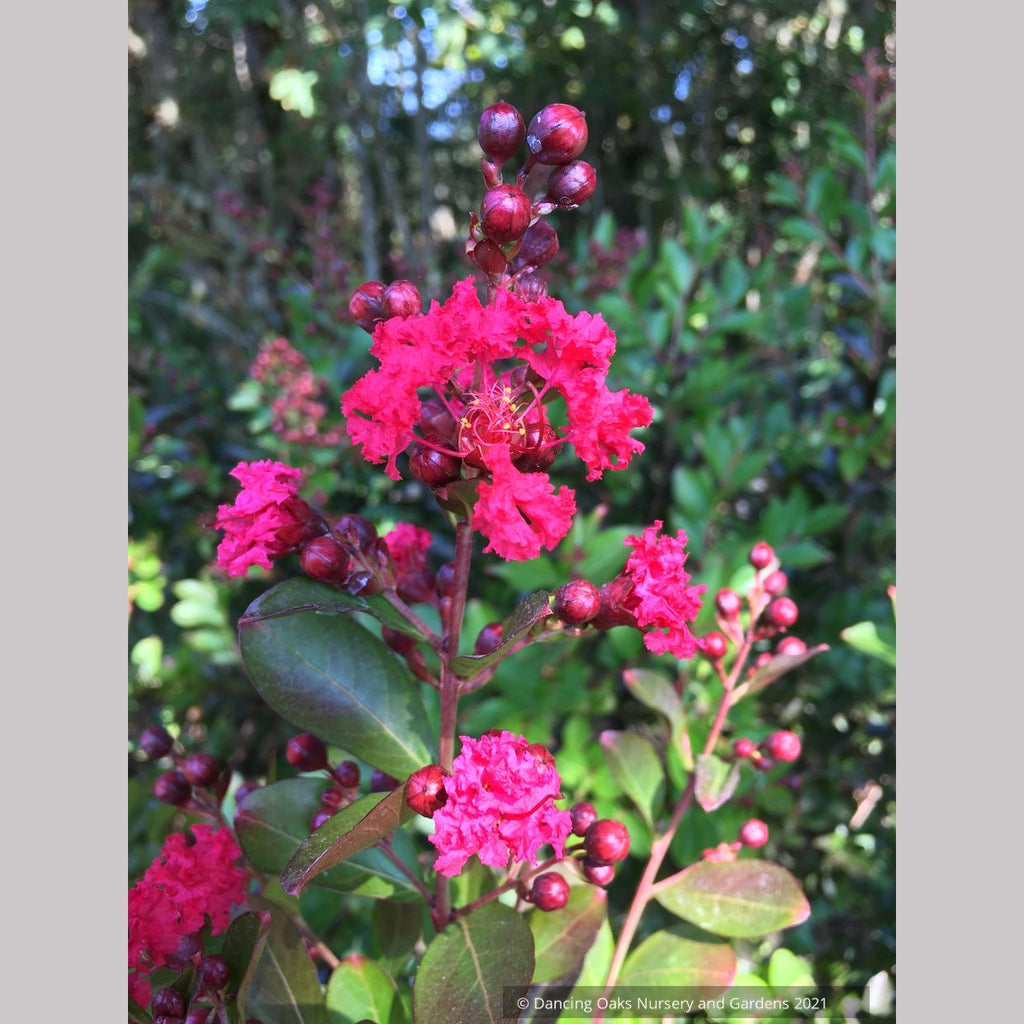 Lagerstroemia Enduring Summer™ Red PP 25,476, Reblooming Red Crape Myr ...