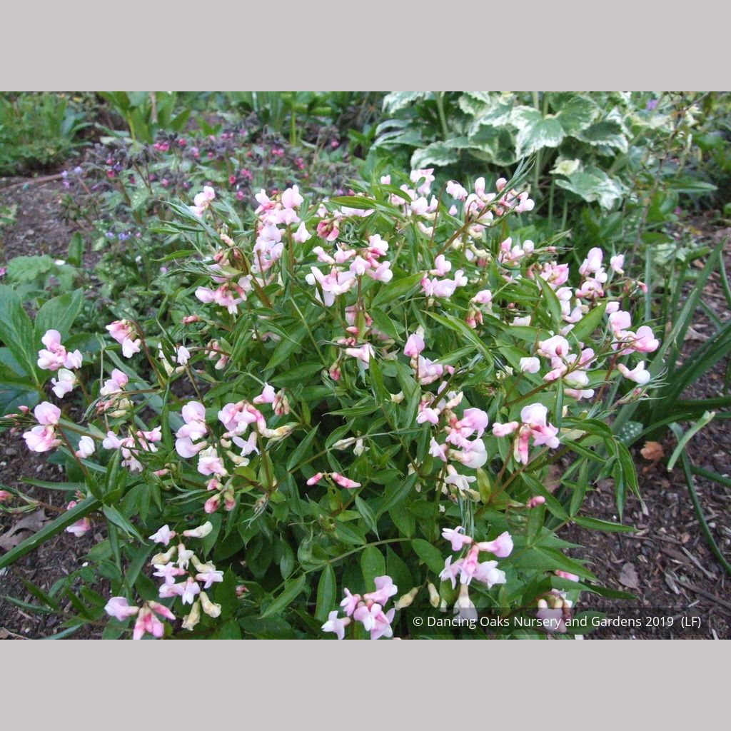 Lathyrus vernus 'Alboroseus', Spring Vetchling – Dancing Oaks Nursery ...