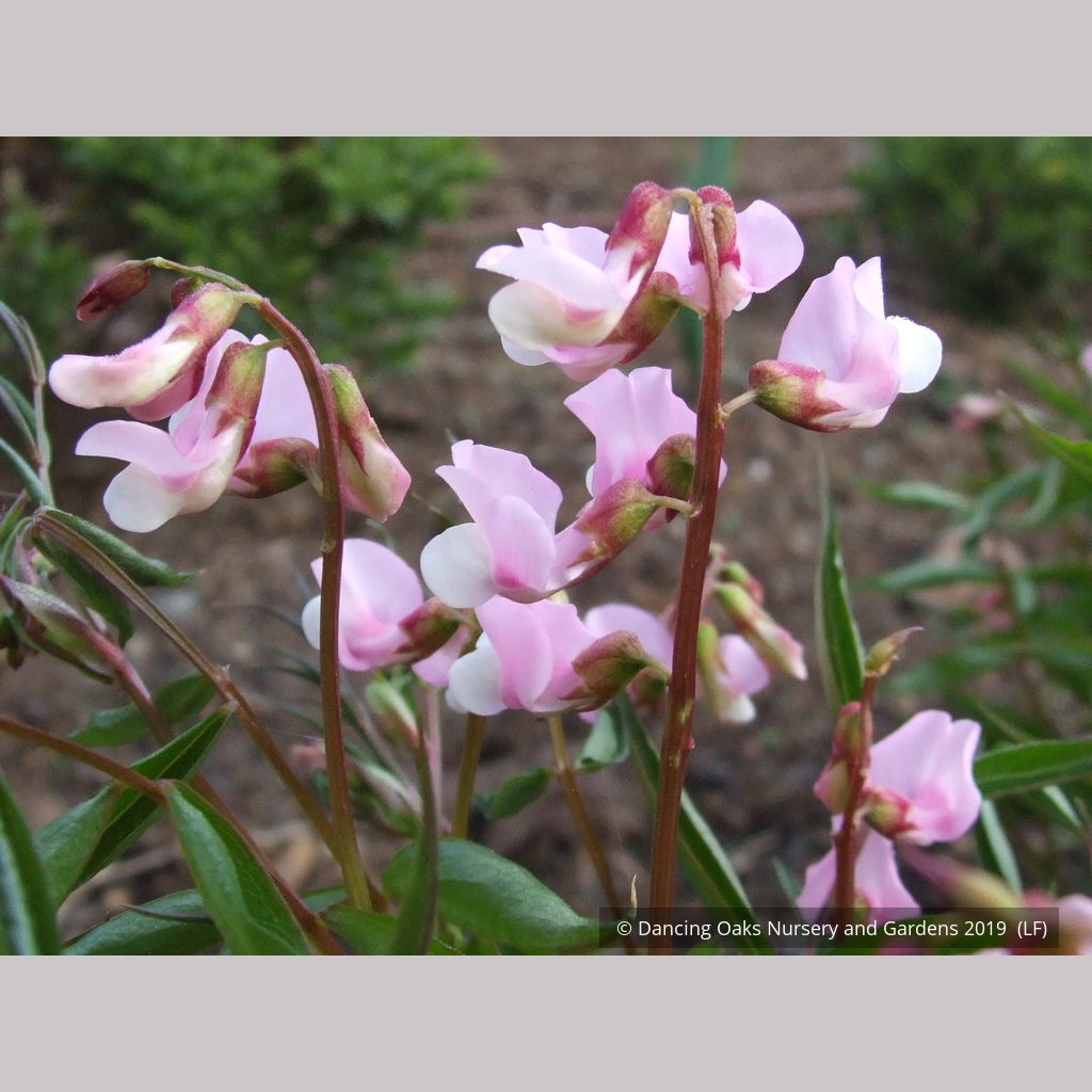Lathyrus vernus 'Alboroseus', Spring Vetchling – Dancing Oaks Nursery ...