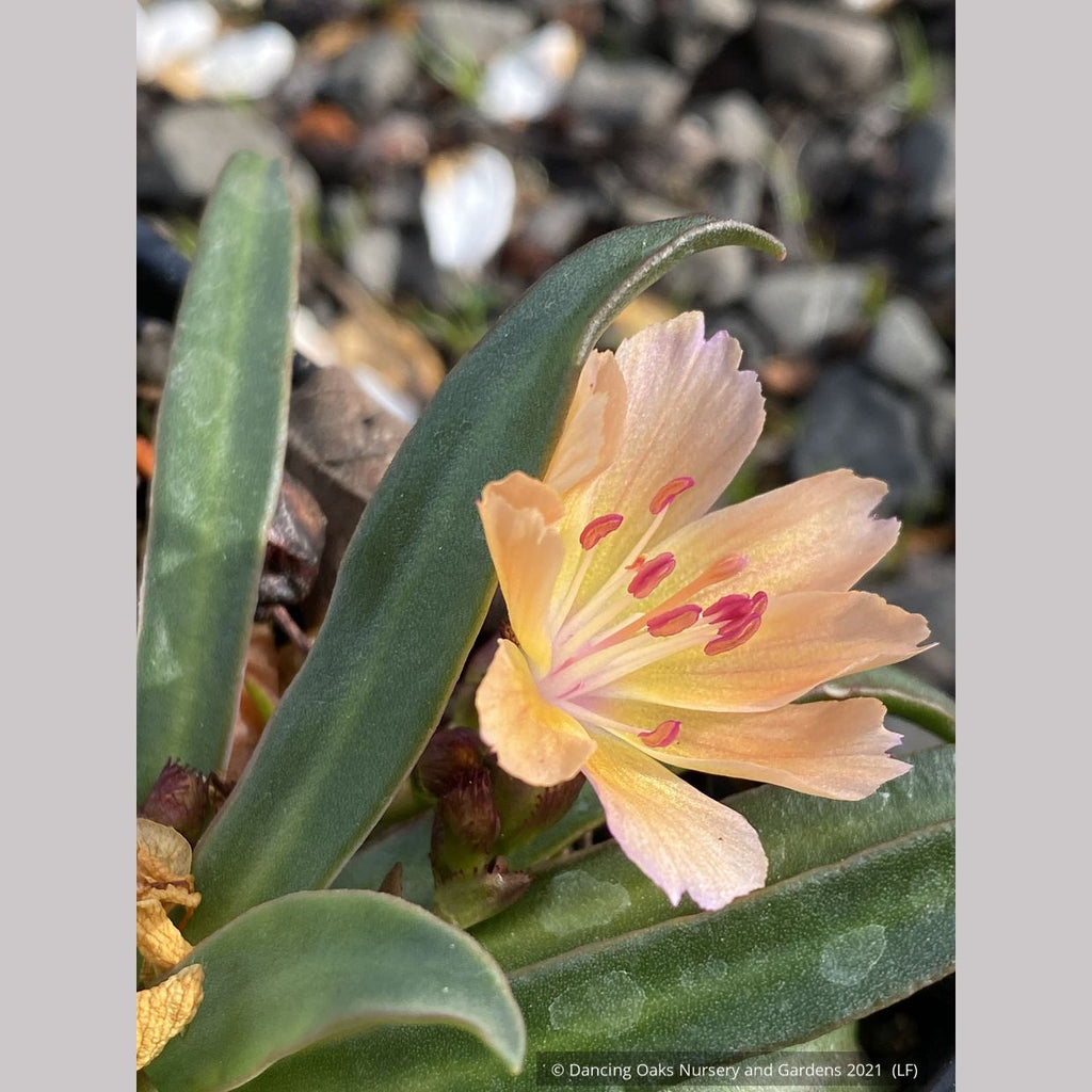 Lewisia longipetala 'Little Peach', Hybrid Lewisia – Dancing Oaks ...