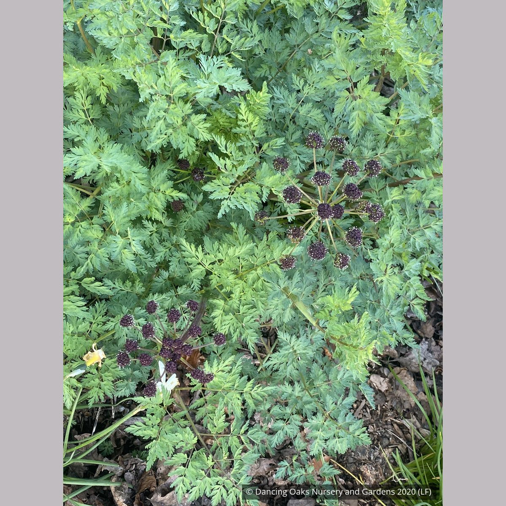 Lomatium dissectum var. dissectum, Fernleaf Biscuitroot – Dancing Oaks ...