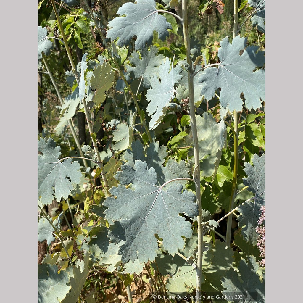 Macleaya cordata 'Plum Tassle', Plume Poppy – Dancing Oaks Nursery and ...