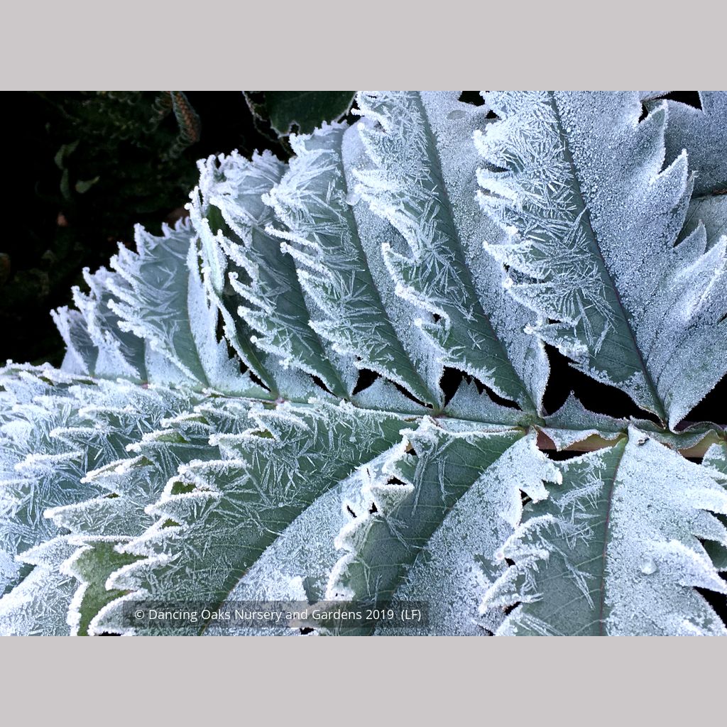Melianthus major 'Antonow's Blue', Honeybush – Dancing Oaks Nursery and ...